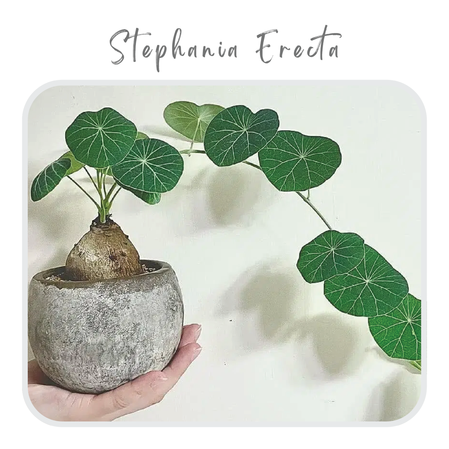 Stephania Erecta - Cute and Fuss Free House Plant (FREE Soil 5L ...