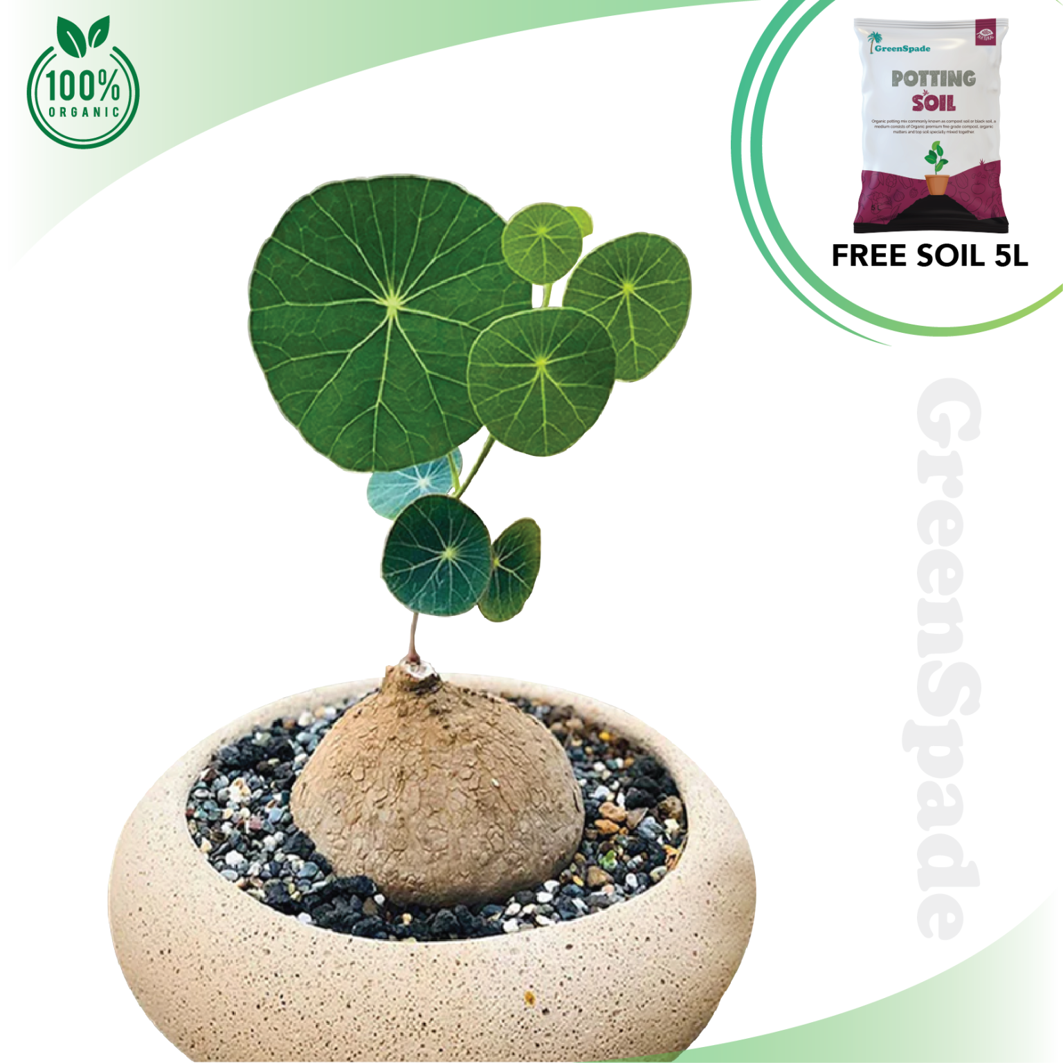 Stephania Erecta - Cute and Fuss Free House Plant (FREE Soil 5L ...