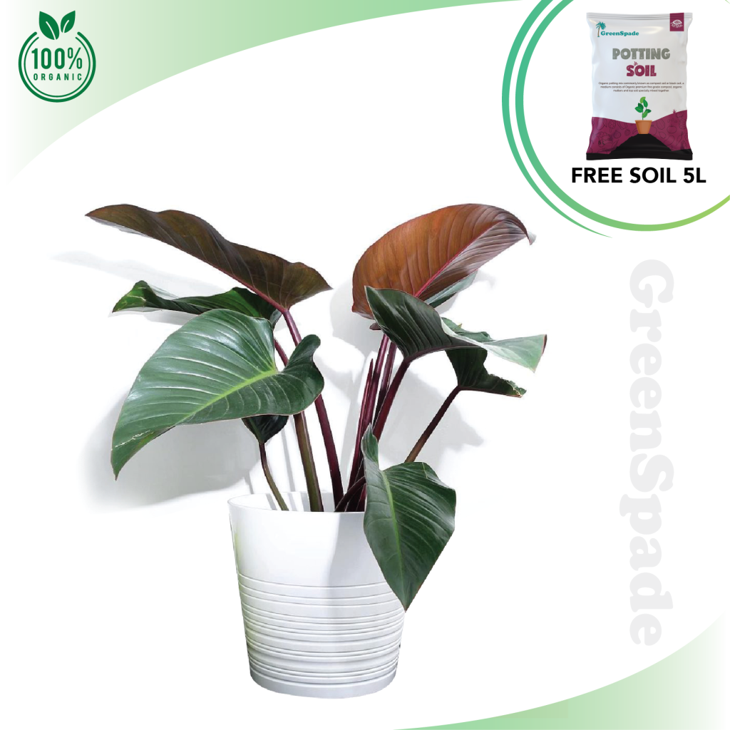 Philodendron Red Congo Plant - Fresh Gardening Indoor Plant Outdoor ...