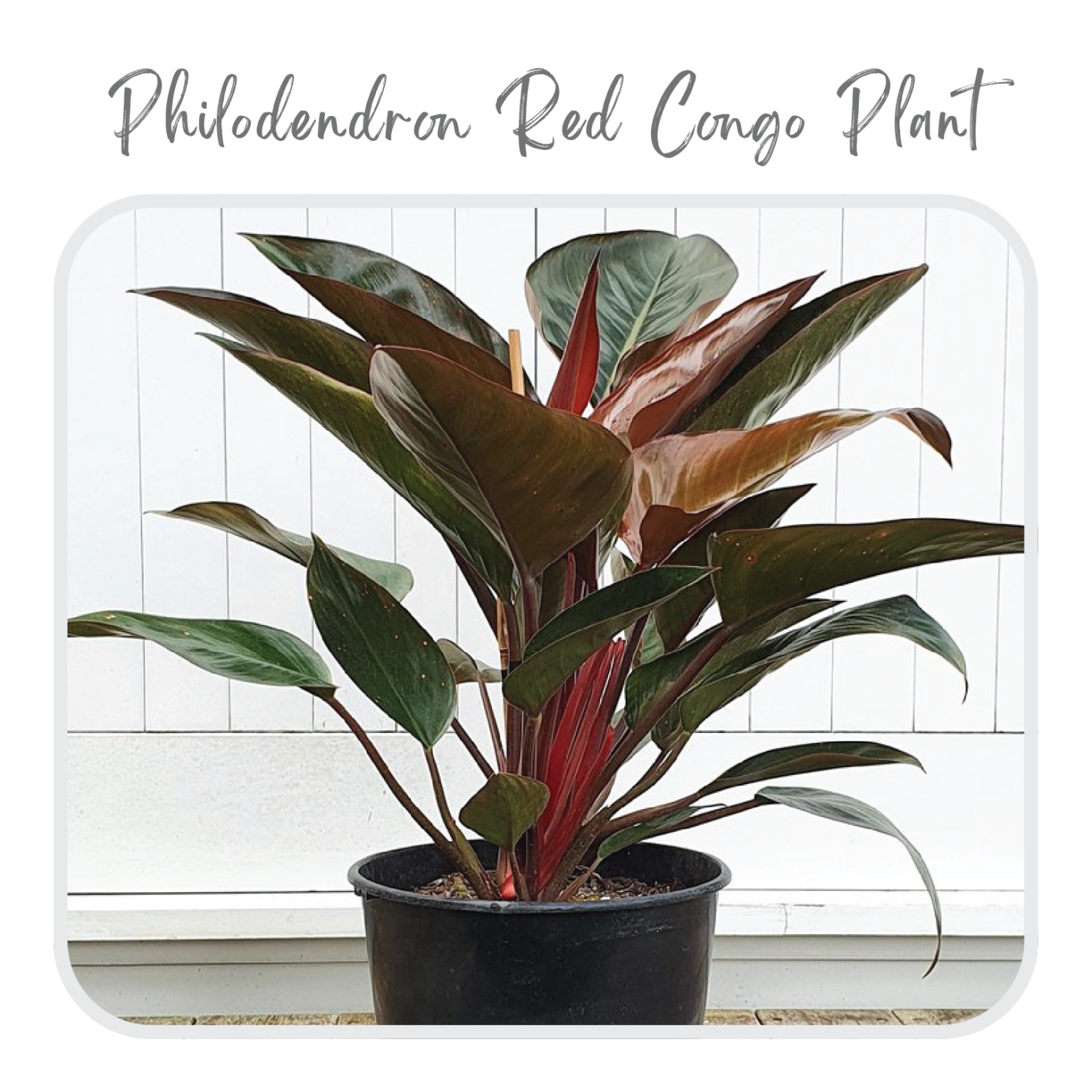 Philodendron Red Congo Plant - Fresh Gardening Indoor Plant Outdoor ...