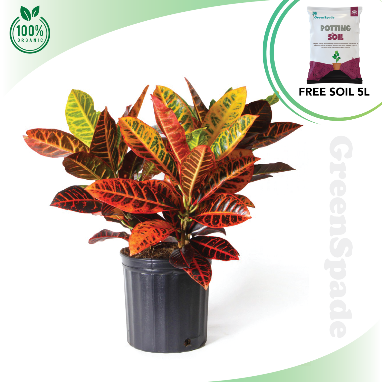 Codiaeum Croton Plant - Fresh Gardening Indoor Plant Outdoor Plants for ...