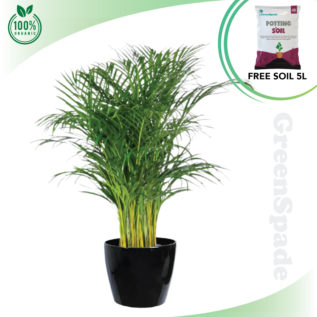 Areca Yellow Palm Plant - Fresh Gardening Indoor Plant Outdoor Plants ...