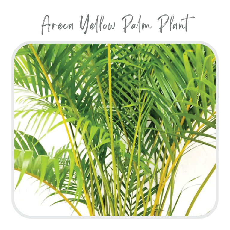 Areca Yellow Palm Plant - Fresh Gardening Indoor Plant Outdoor Plants ...