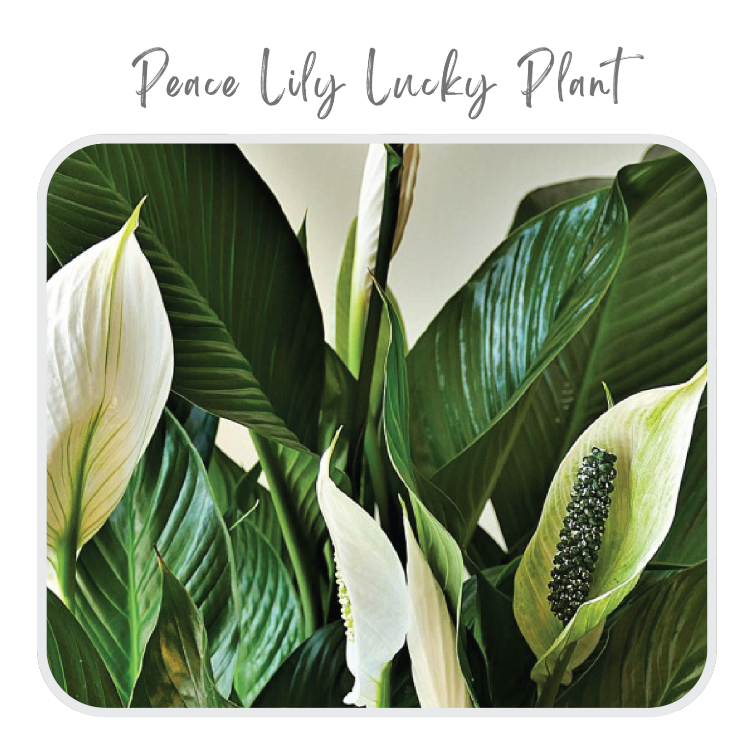 Peace Lily Houseplant Lucky Plant - Fresh Gardening Indoor Plant ...