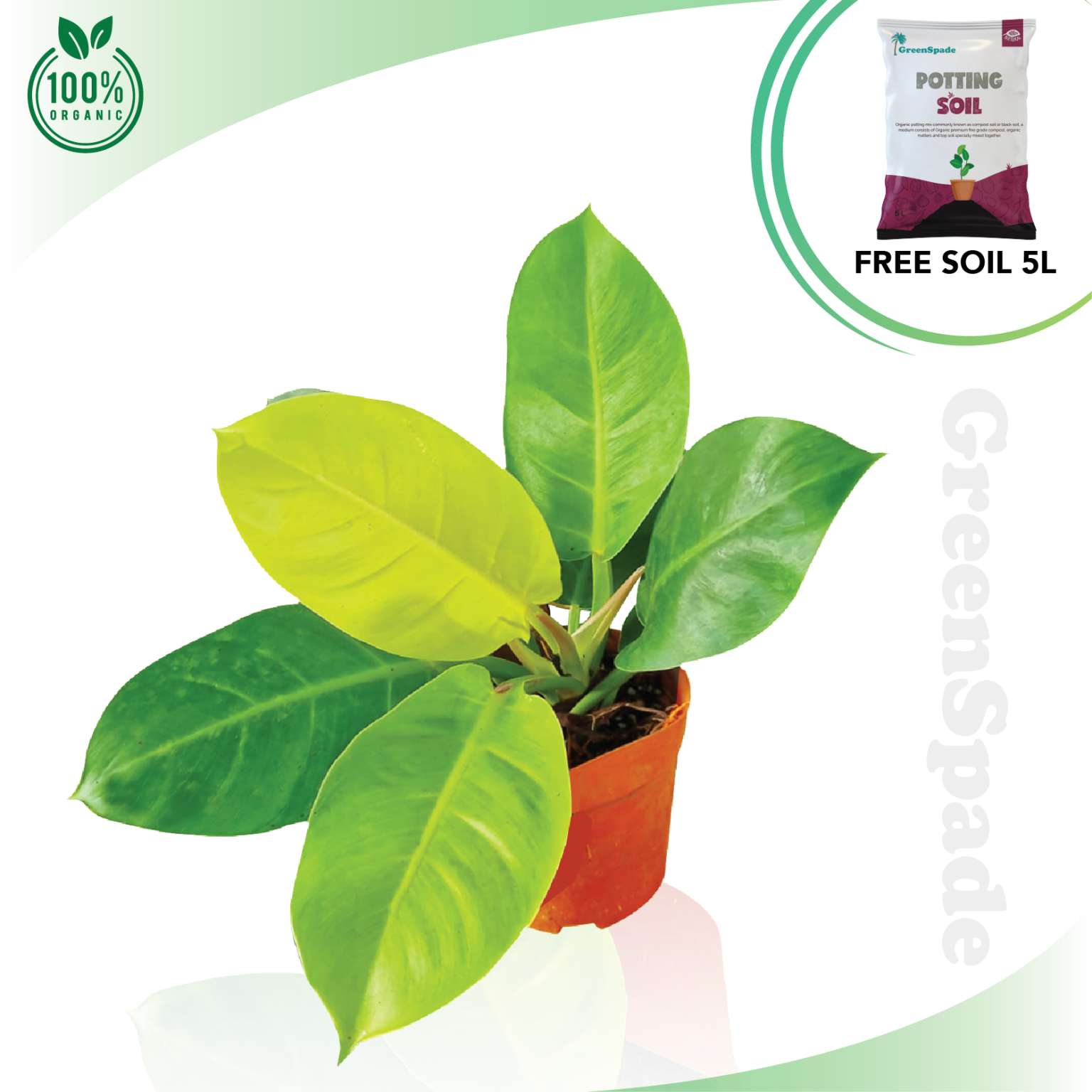 Philodendron Apple Green Plant - Fresh Gardening Indoor Plant Outdoor ...