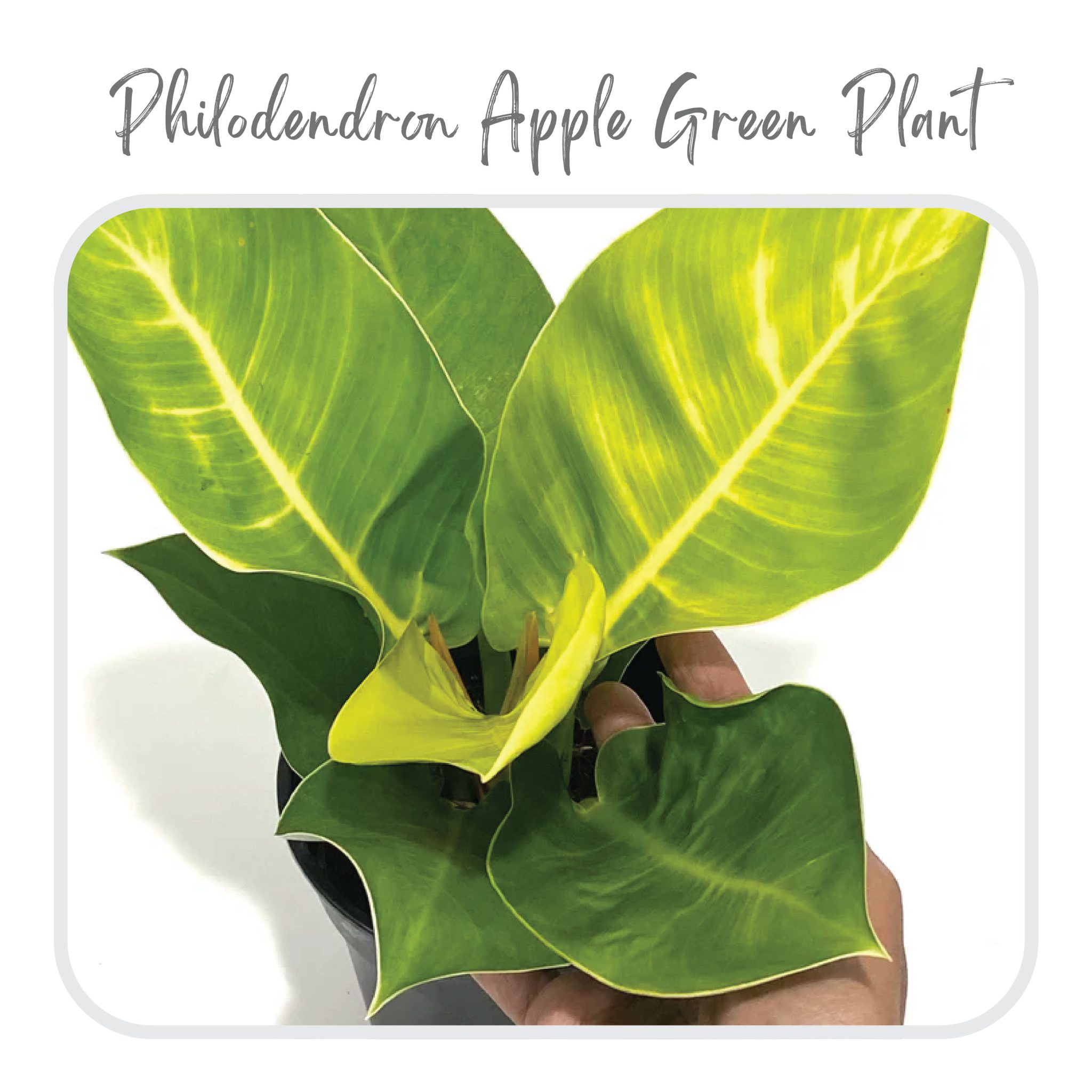 Philodendron Apple Green Plant - Fresh Gardening Indoor Plant Outdoor ...
