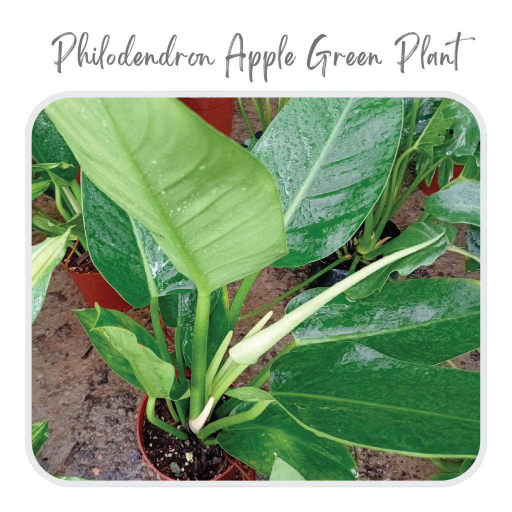 Philodendron Apple Green Plant - Fresh Gardening Indoor Plant Outdoor ...