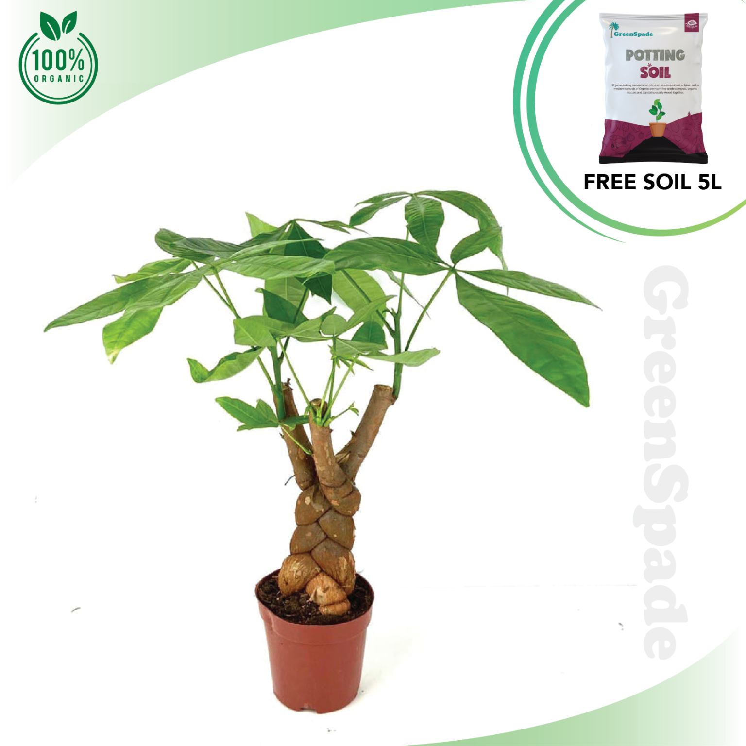 Pachira Aquatica Money Tree (Three Plaits) - Fresh Gardening Indoor ...