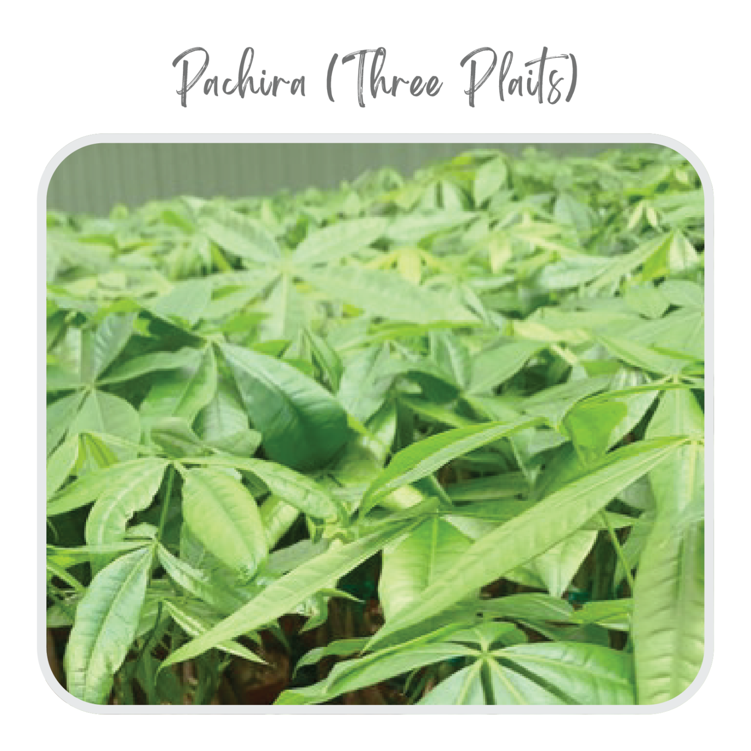 Pachira Aquatica Money Tree (Three Plaits) - Fresh Gardening Indoor ...