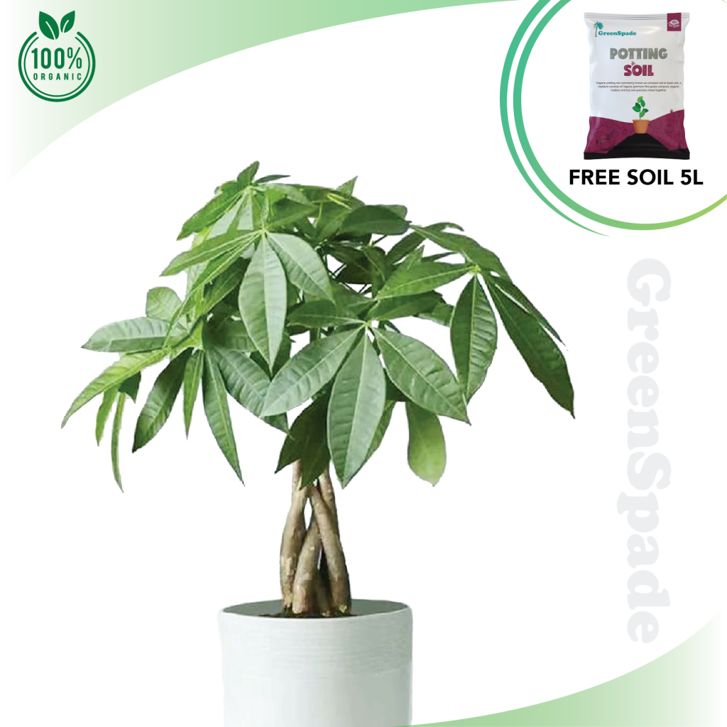 Pachira Aquatica Money Tree (Five Stems) - Fresh Gardening Indoor Plant ...