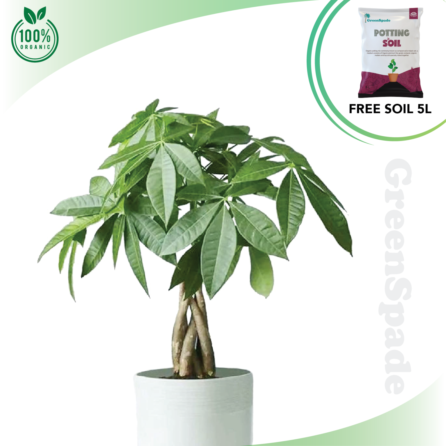 Pachira Aquatica Money Tree (Five Stems) - Fresh Gardening Indoor Plant ...