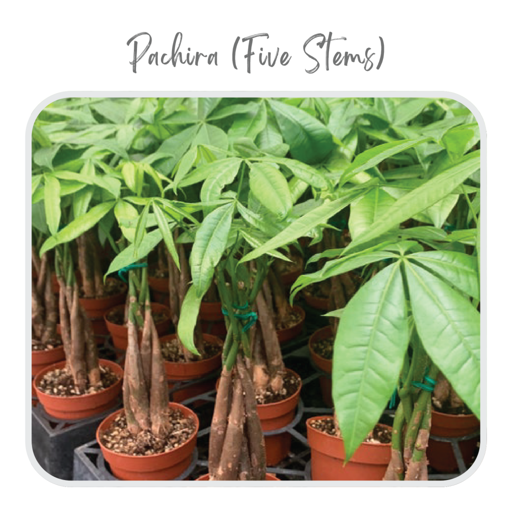 Pachira Aquatica Money Tree (Five Stems) - Fresh Gardening Indoor Plant ...