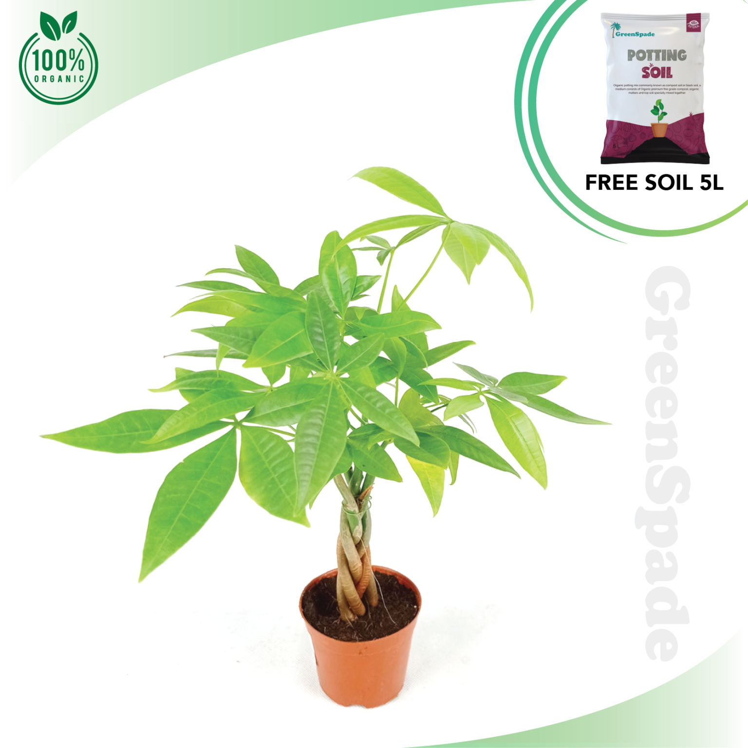 Pachira Aquatica Money Tree (Mini) - Fresh Gardening Indoor Plant ...