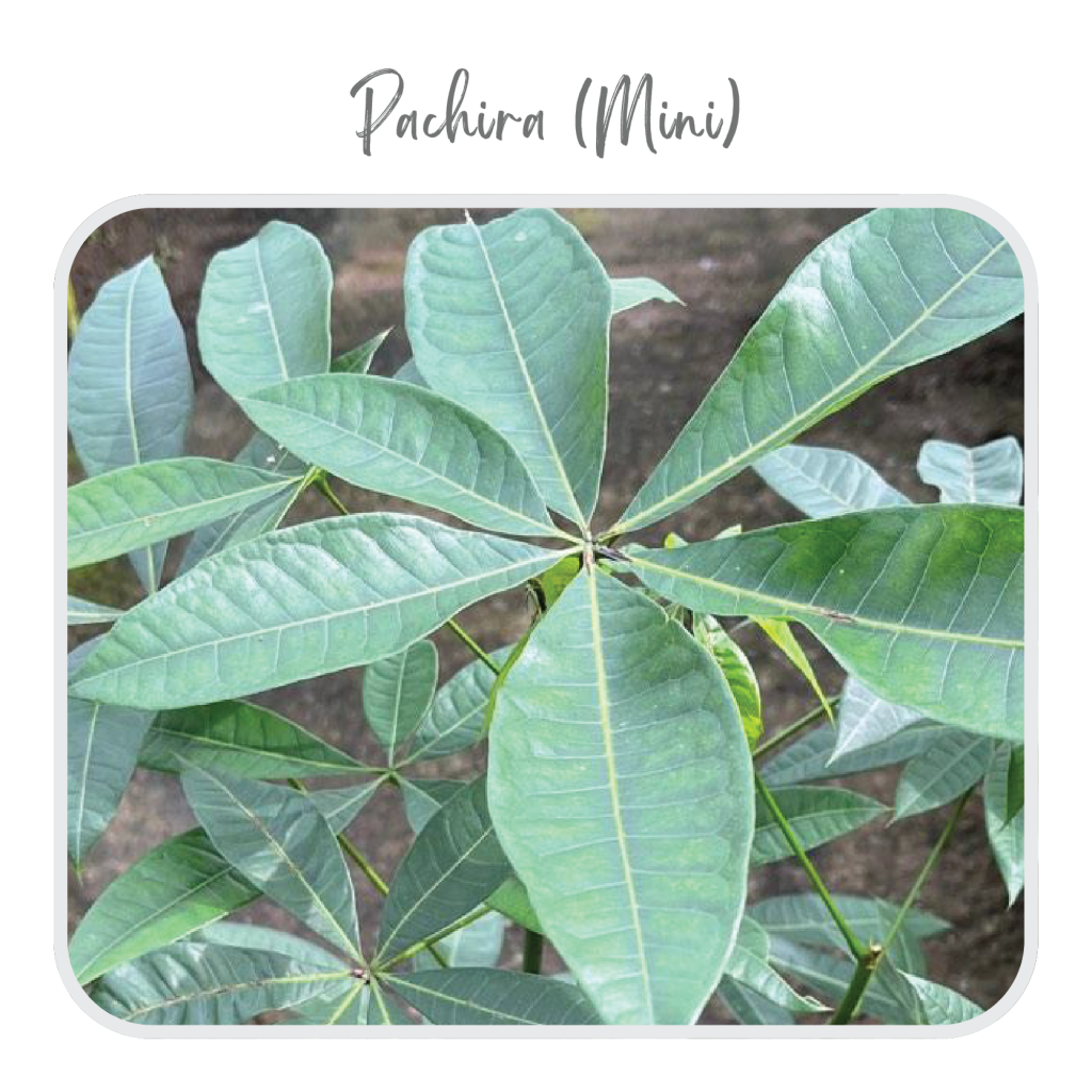 Pachira Aquatica Money Tree (Mini) - Fresh Gardening Indoor Plant ...