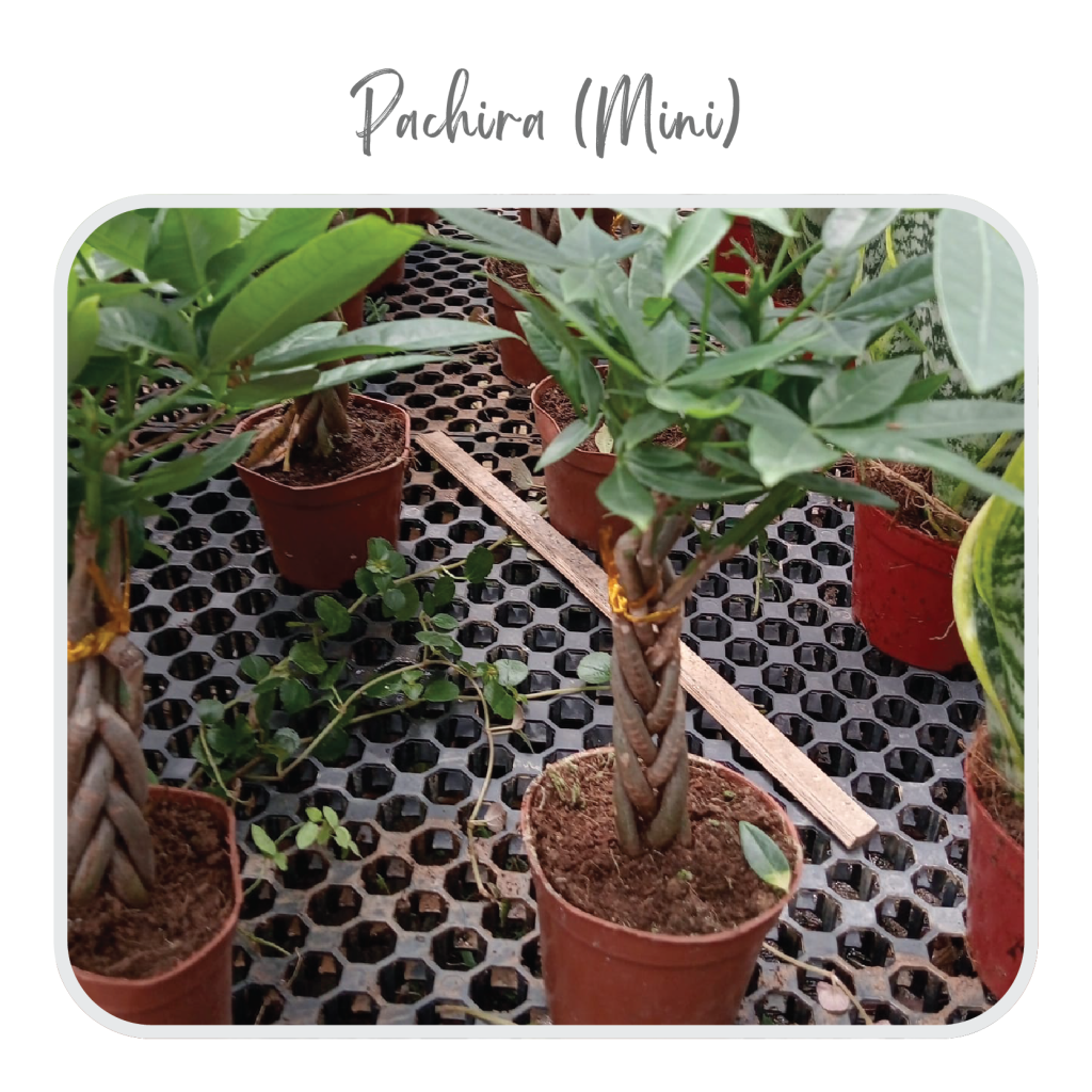 Pachira Aquatica Money Tree (Mini) - Fresh Gardening Indoor Plant ...