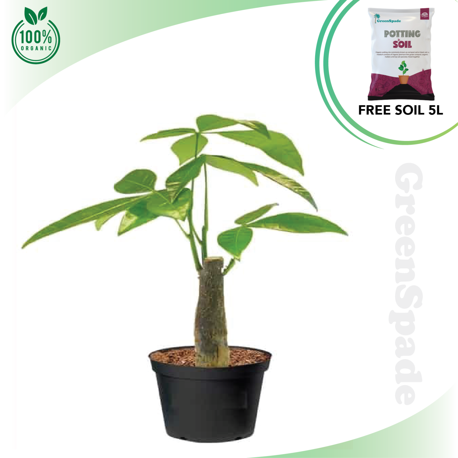 Pachira Aquatica Money Tree (Tree Head) - Fresh Gardening Indoor Plant ...