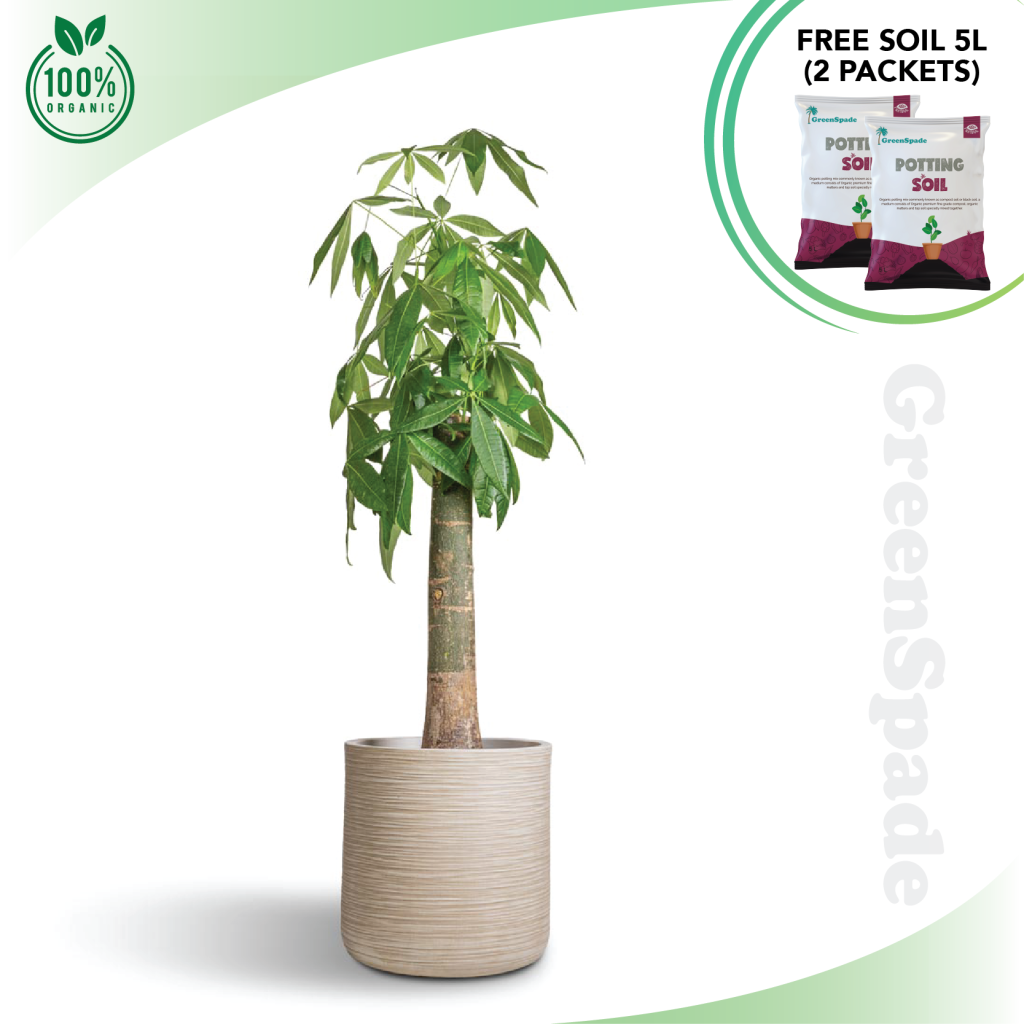 Pachira Aquatica Money Tree (Single Stem 1M OH) - Fresh Gardening ...