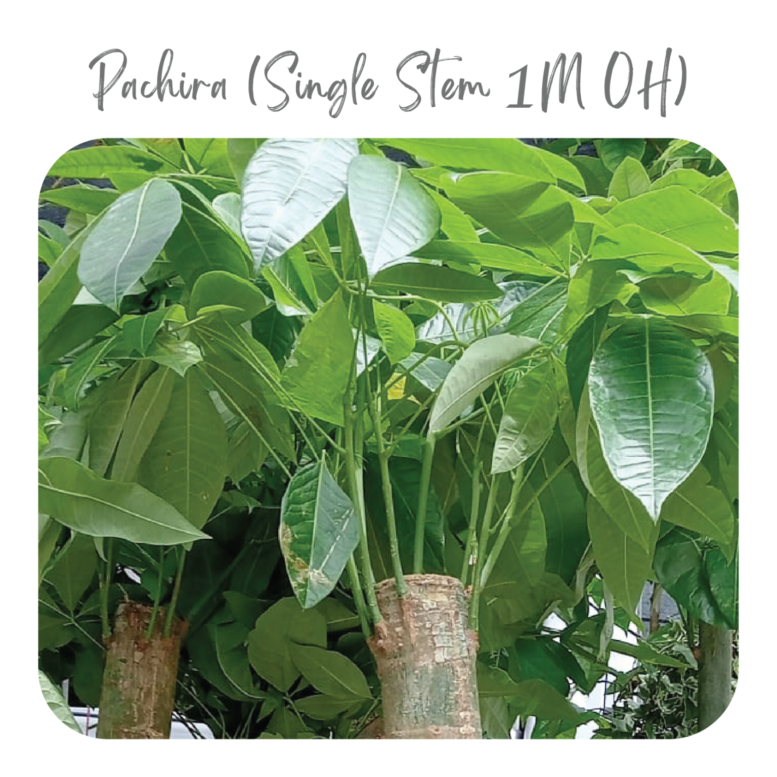 Pachira Aquatica Money Tree (Single Stem 1M OH) - Fresh Gardening ...
