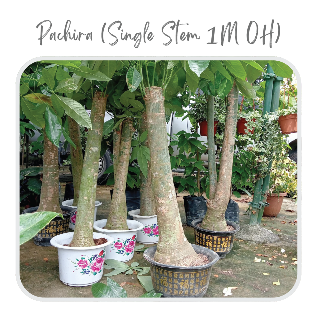 Pachira Aquatica Money Tree (Single Stem 1M OH) - Fresh Gardening ...
