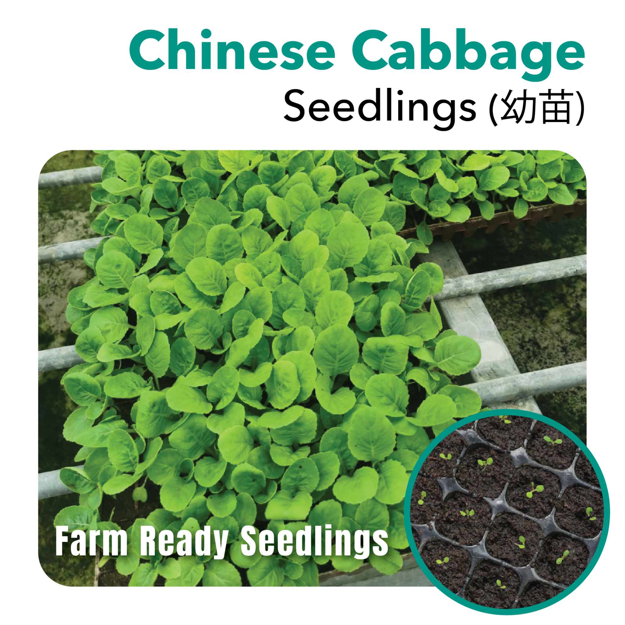 Seedlings : Chinese Cabbage Growing Kit – Includes Seeding Tray ...