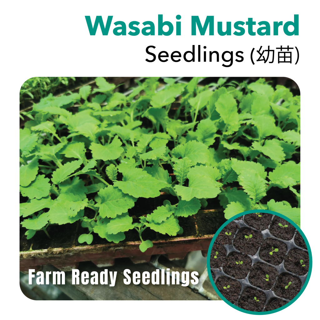 Seedlings : Wasabi Mustard Growing Kit – Includes Seeding Tray - Greenspade