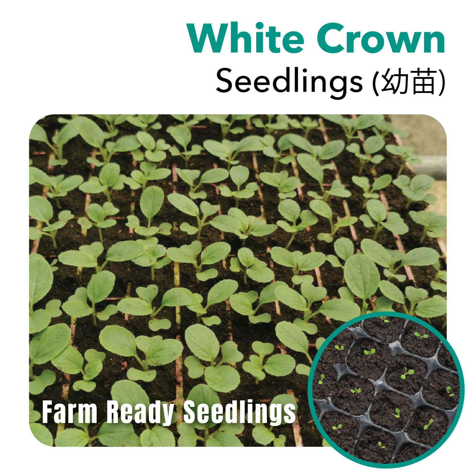 Seedlings : White Crown (Jiu Bai Cai) Growing Kit – Includes Seeding ...