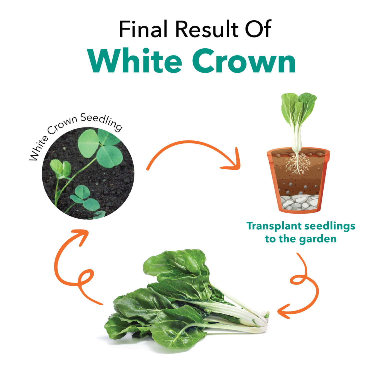 Seedlings : White Crown (Jiu Bai Cai) Growing Kit – Includes Seeding ...