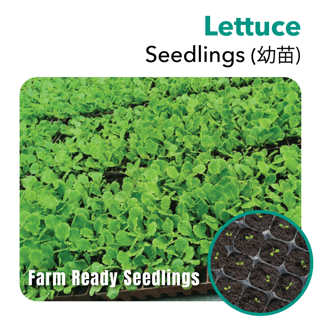 Seedlings : Lettuce Growing Kit – Includes Seeding Tray - Greenspade