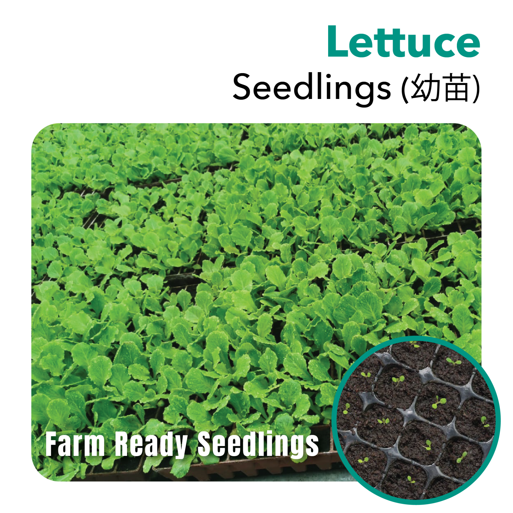 Seedlings : Lettuce Growing Kit – Includes Seeding Tray - Greenspade